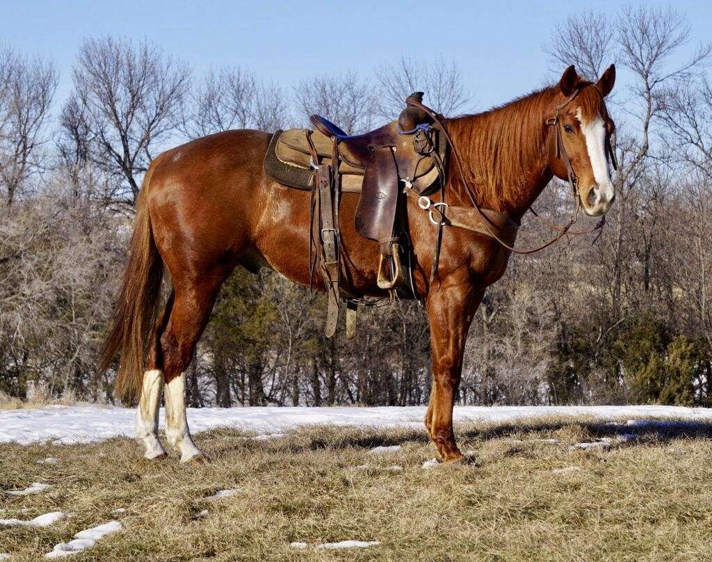 Russ – 2015 Grade Sorrel Quarter Horse Gelding