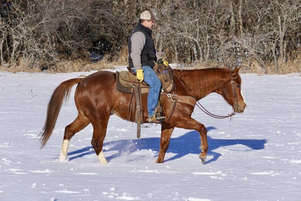 Russ – 2015 Grade Sorrel Quarter Horse Gelding