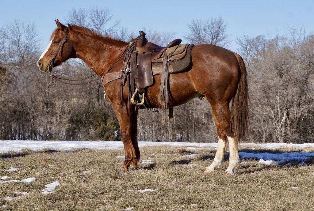 Russ – 2015 Grade Sorrel Quarter Horse Gelding