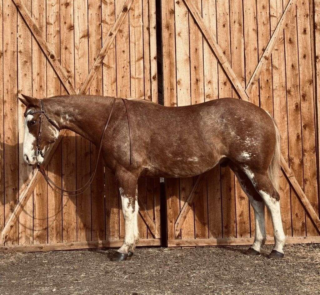 Rgr Enchanted Crush – 2022 APHA Overo Gelding