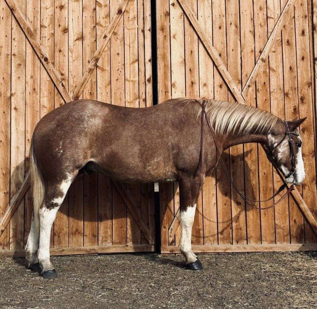 Rgr Enchanted Crush – 2022 APHA Overo Gelding