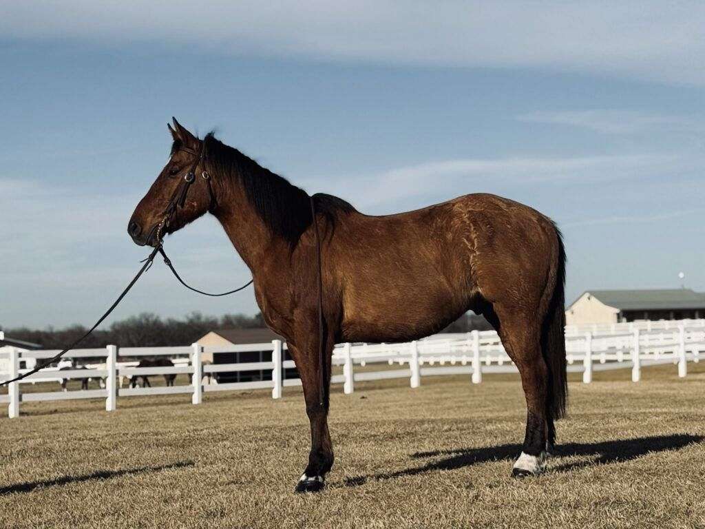 Punchy – 2018 Grade Dun Quarter Horse Gelding