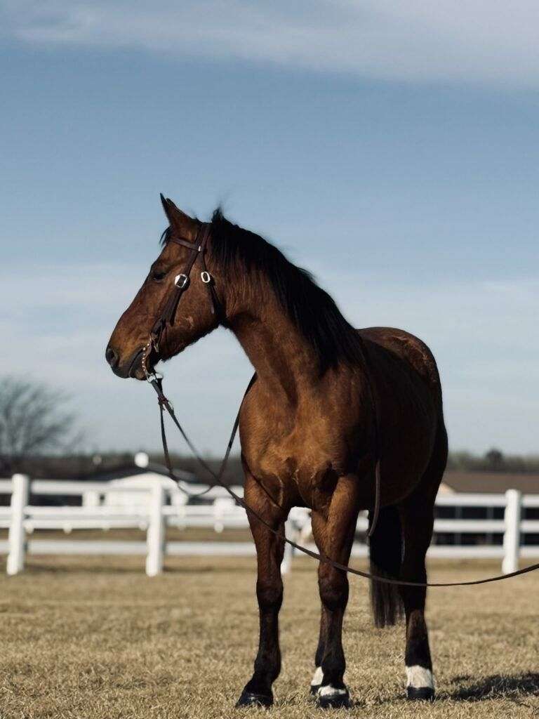 Punchy – 2018 Grade Dun Quarter Horse Gelding
