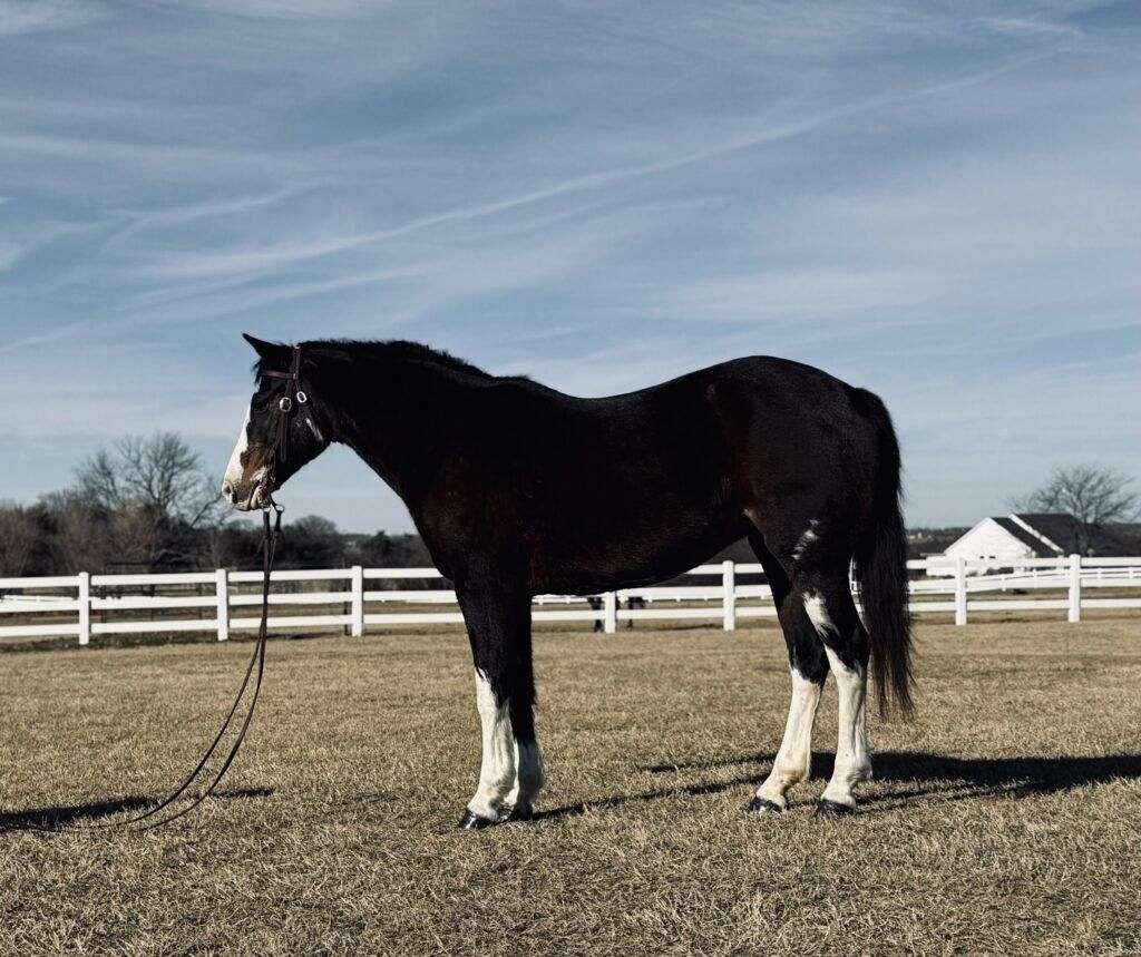 Prada – 2012 Grade Paint Horse Mare