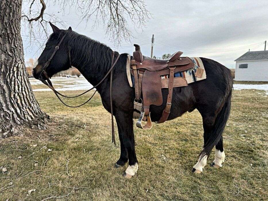 Peewee – 2006 Grade Black Quarter Horse Gelding