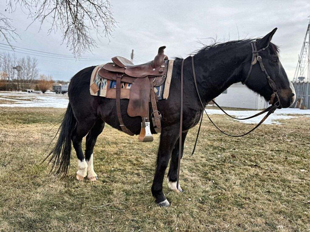 Peewee – 2006 Grade Black Quarter Horse Gelding