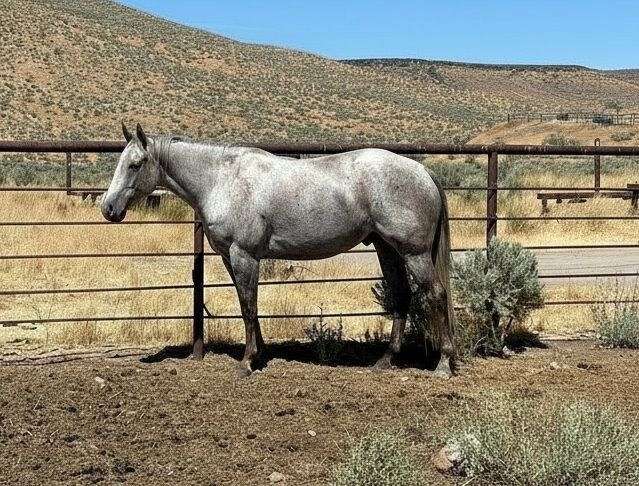 Paddys Dually – 2018 AQHA Red Roan Gelding