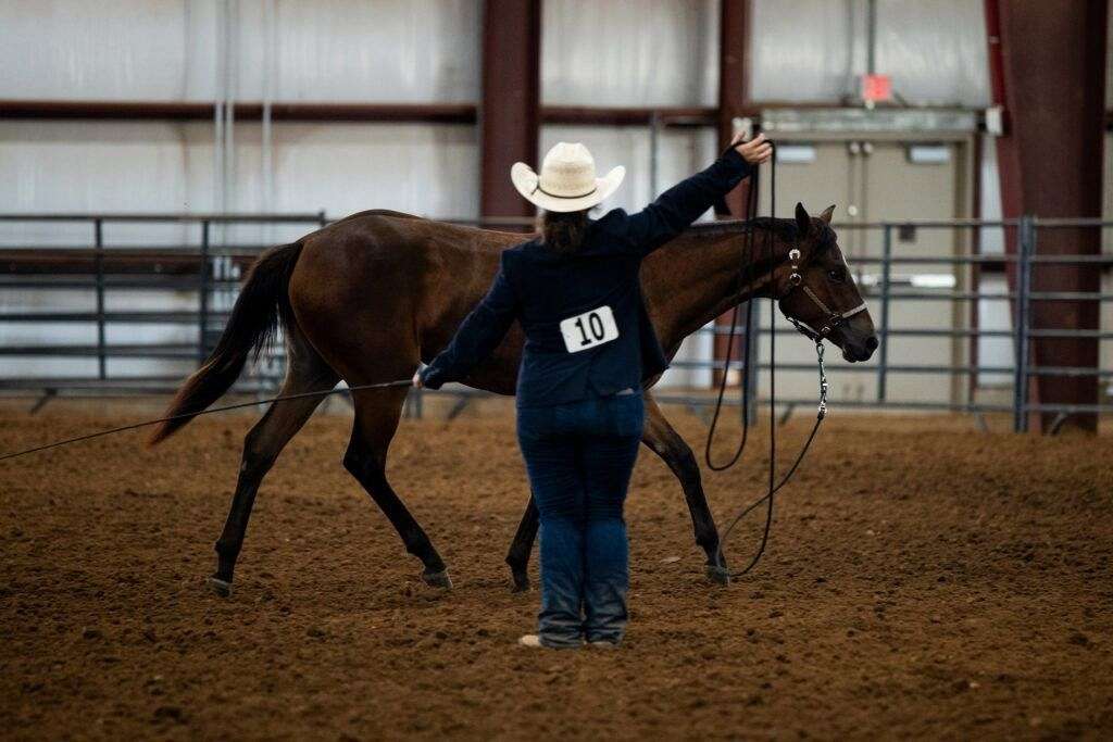 One Expensive Drawing – 2024 APHC Bay Mare