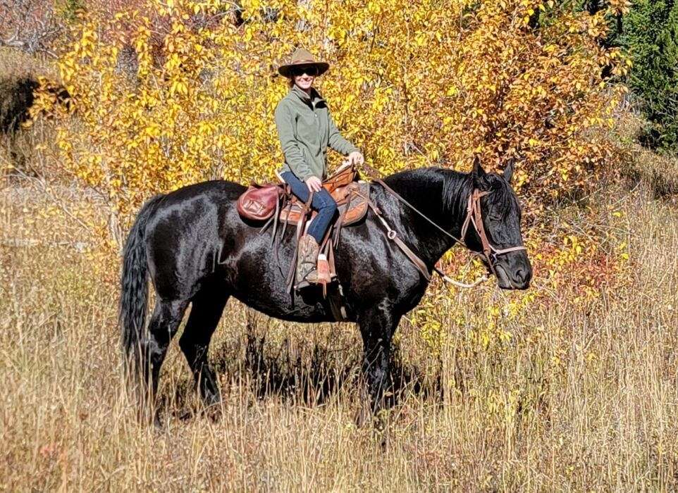 Nic – 2016 Grade Black Morgan/Percheron Cross Gelding