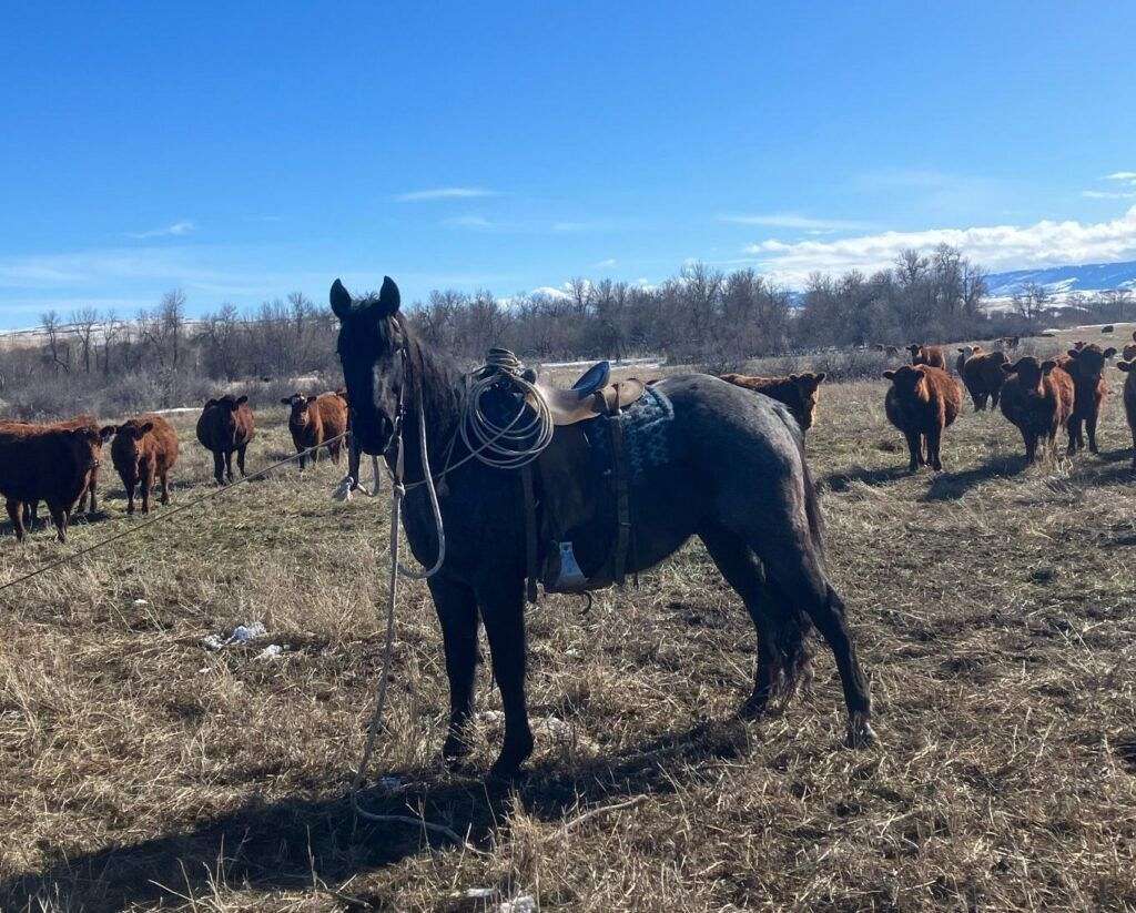 Docs Blu Twist – 2019 AQHA Blue Roan Gelding