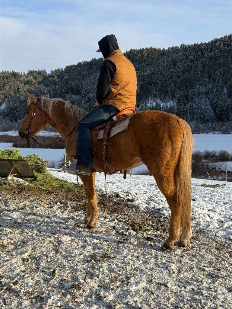 Cinco – 2013 Grade Palomino Quarter Horse Gelding