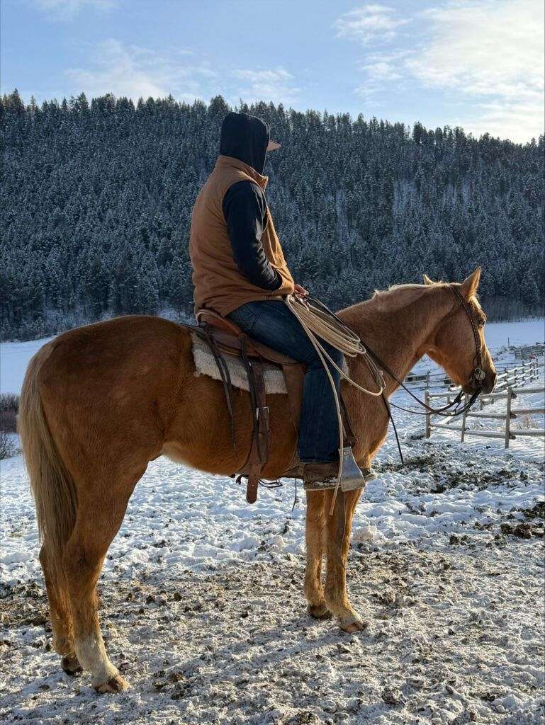 Cinco – 2013 Grade Palomino Quarter Horse Gelding