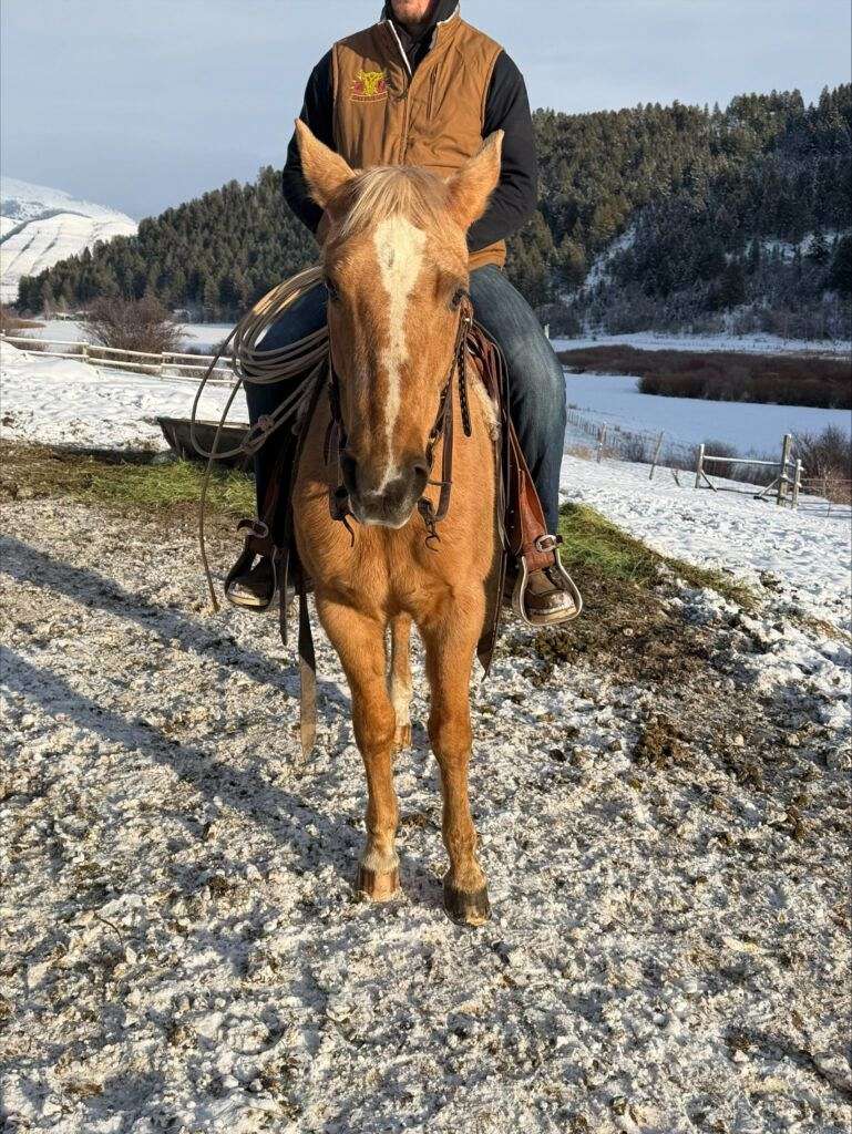 Cinco – 2013 Grade Palomino Quarter Horse Gelding