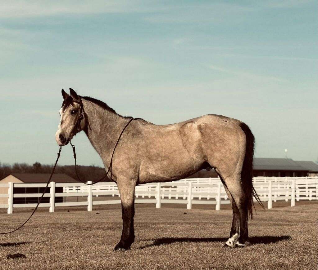 Buckwheat – 2018 Grade Buckskin Quarter Horse Gelding