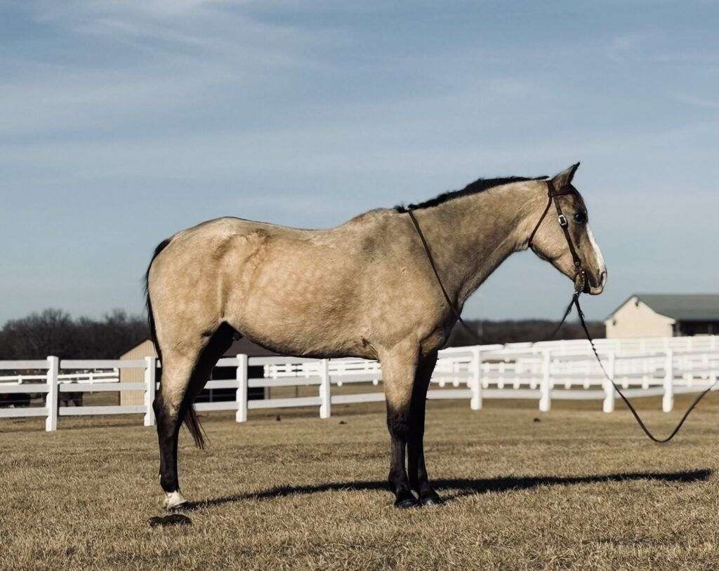 Buckwheat – 2018 Grade Buckskin Quarter Horse Gelding