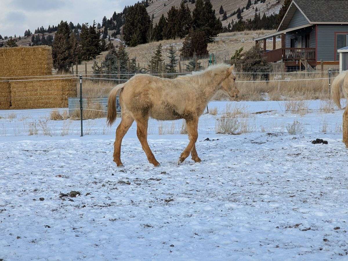 2025 Palomino Dun Roan AQHA Stud Colt