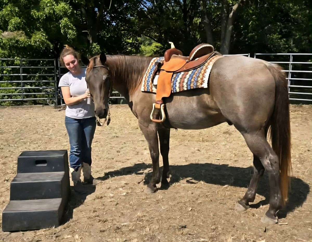 Stunning Bay Roan Quarter Horse Gelding