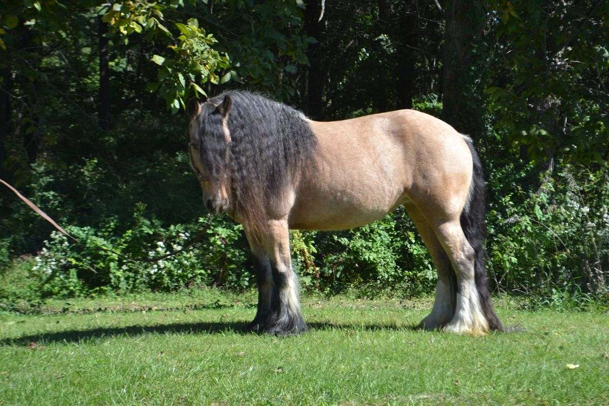 Gitt Put'n On the Ritz