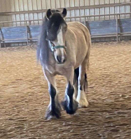 Gitt Put'n On the Ritz