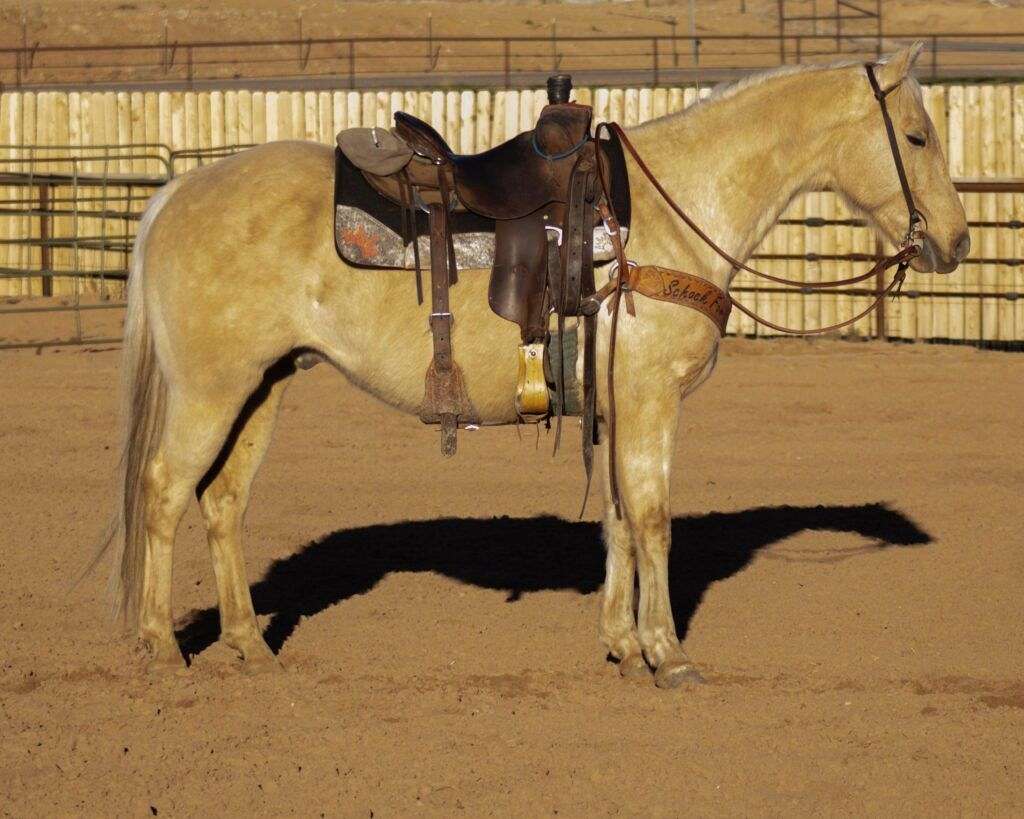 Yogi – 2013 Grade Palomino Quarter Horse Gelding