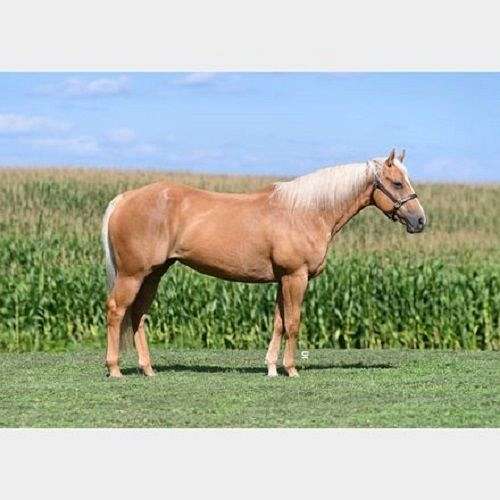 Meet Fiona – the Golden Palomino Mare You’Ve Been Looking for