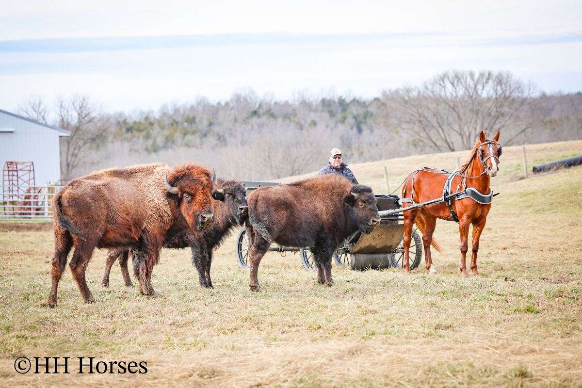 Really Gentle Sorrel Belgian Quarter Horse Crossbred Mare, Ride & Drive