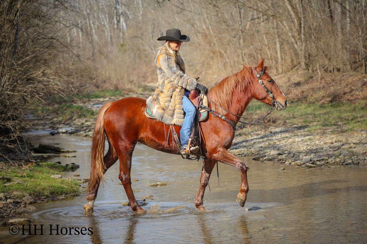 Really Gentle Sorrel Belgian Quarter Horse Crossbred Mare, Ride & Drive