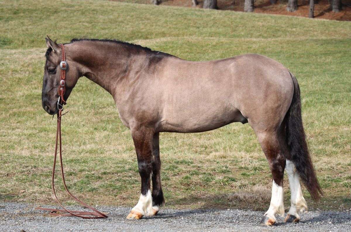 8yo Grulla Gelding