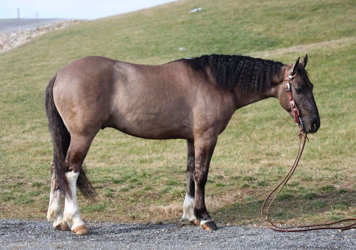 8yo Grulla Gelding