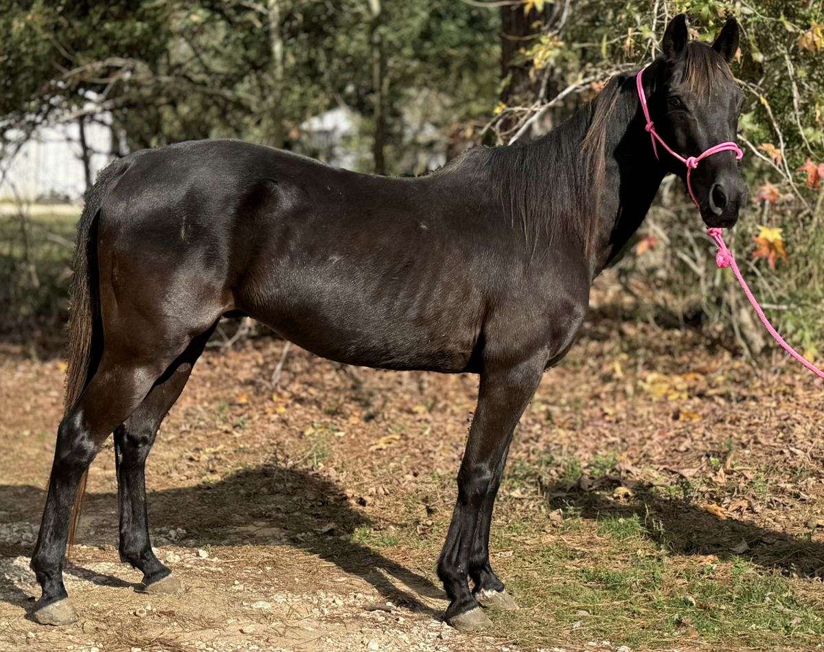 Coal~Well Broke~Trail Ready~Kid/Beginner Safe