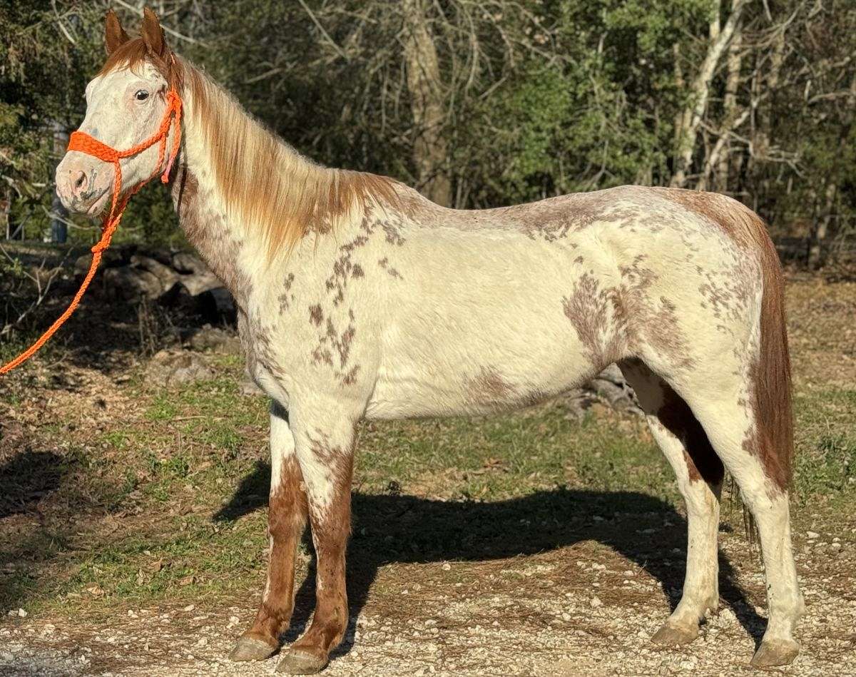 Bob Ross~Paint Horse~Ranch Broke~Baby-Sitter~Trail Ready~Gelding
