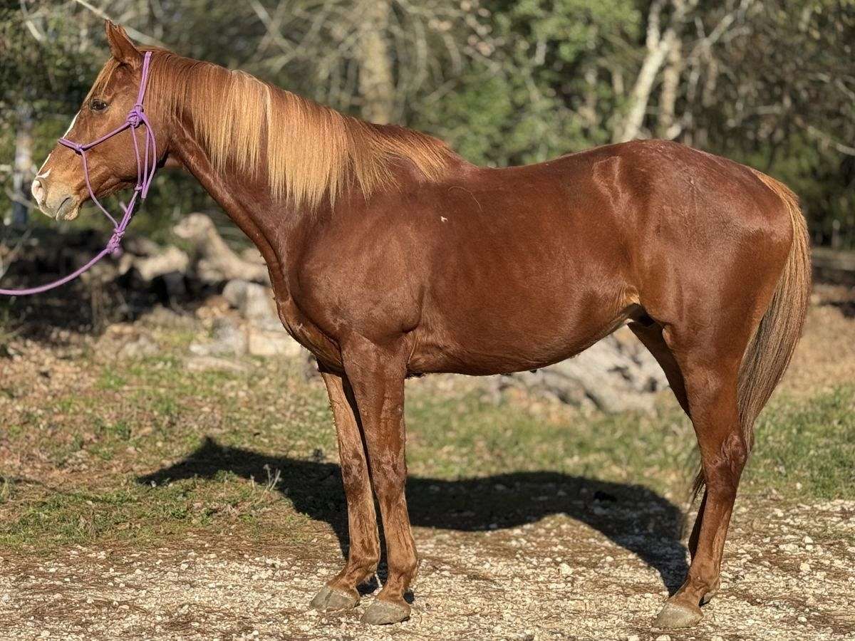 Tyrus~Well Broke~12yro~16.1hh~Trail Ready~Kid/Beginner Safe~TB~Gelding