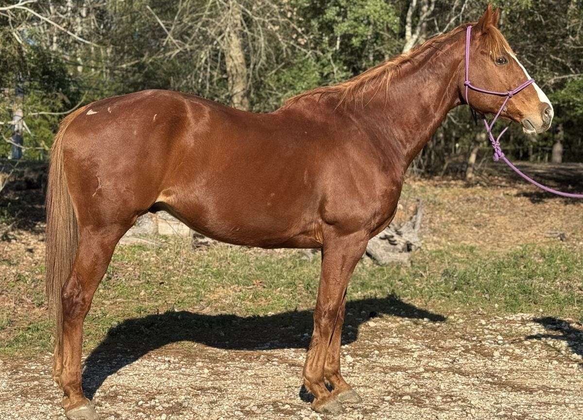 Tyrus~Well Broke~12yro~16.1hh~Trail Ready~Kid/Beginner Safe~TB~Gelding