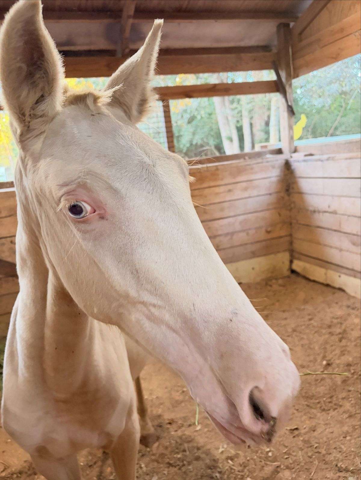Young Lusitano Filly for Sale