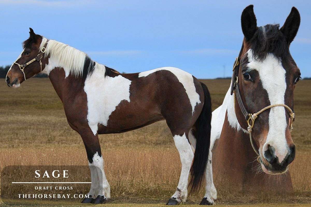 Bay Draft Cross Mare