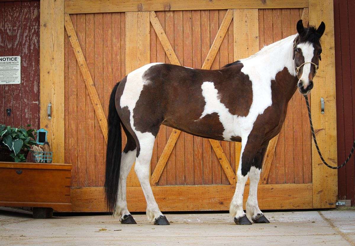 Bay Draft Cross Mare