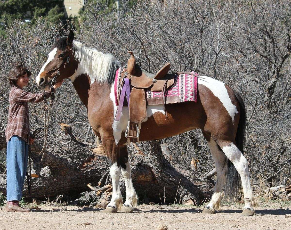 Bay Draft Cross Mare