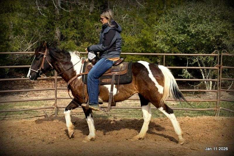 Beautiful Paint Mare Can Easily Go in Any Direction