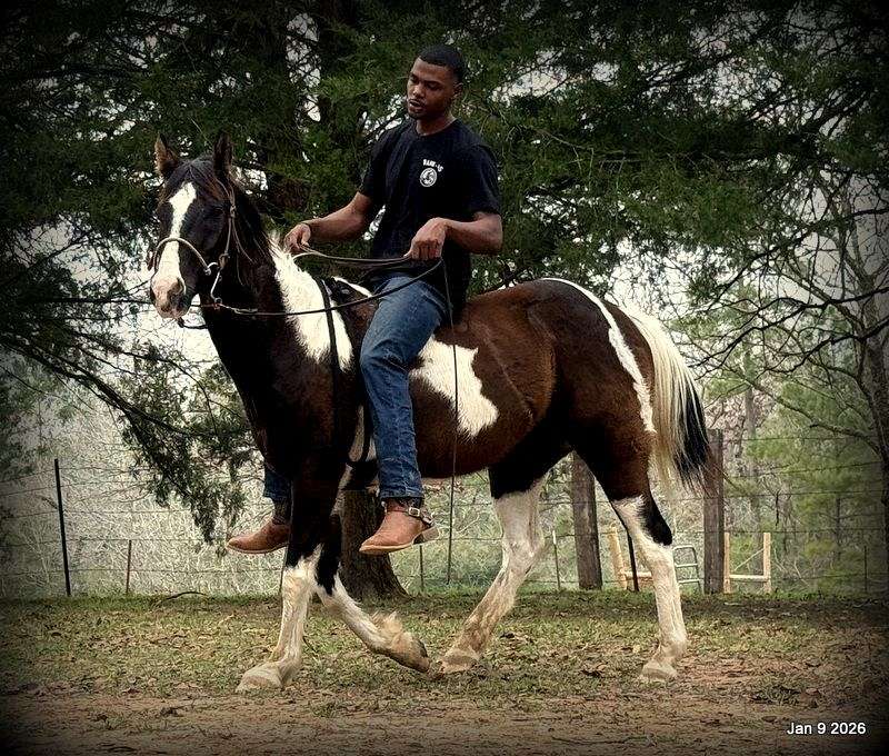 Beautiful Paint Mare Can Easily Go in Any Direction