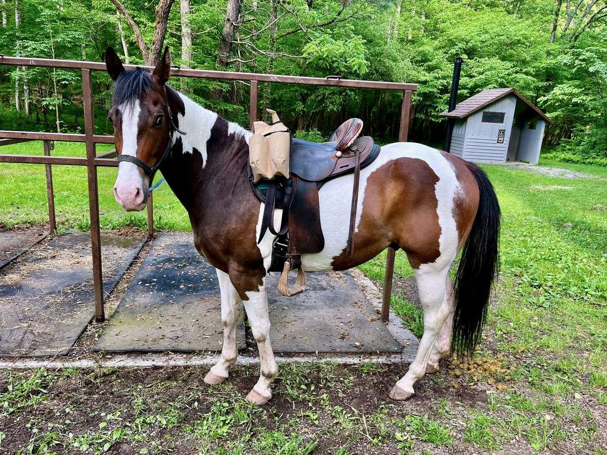 Gorgeous, Enjoyable Trail Horse