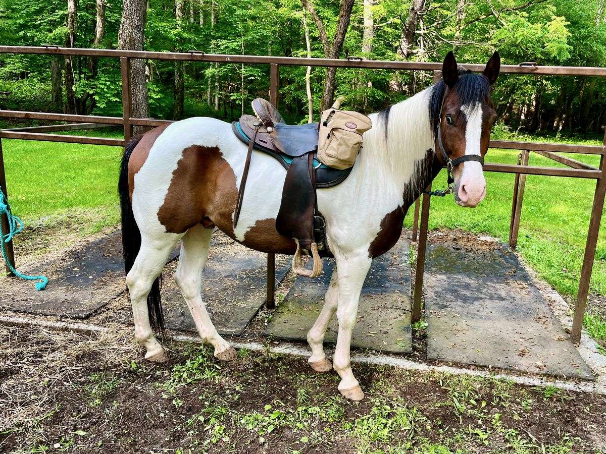 Gorgeous, Enjoyable Trail Horse