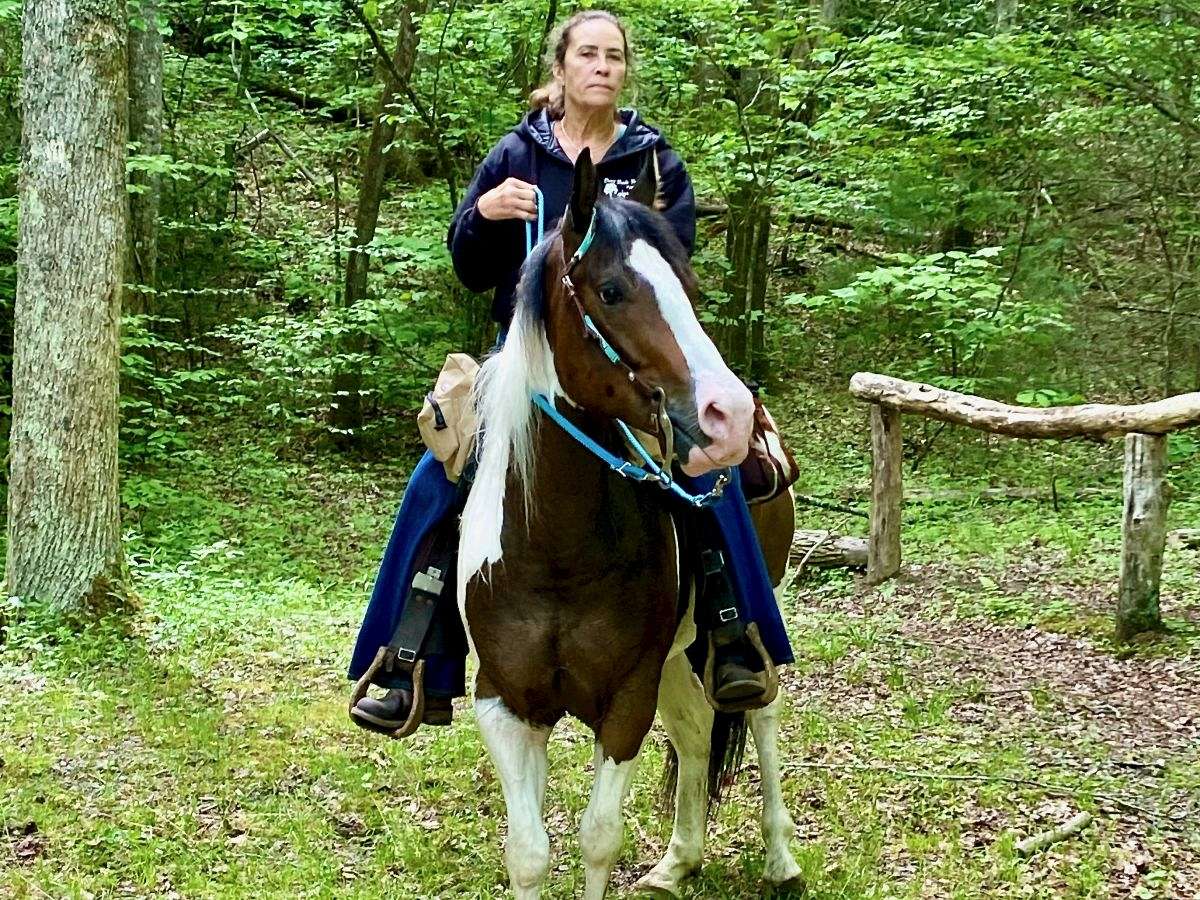 Gorgeous, Enjoyable Trail Horse
