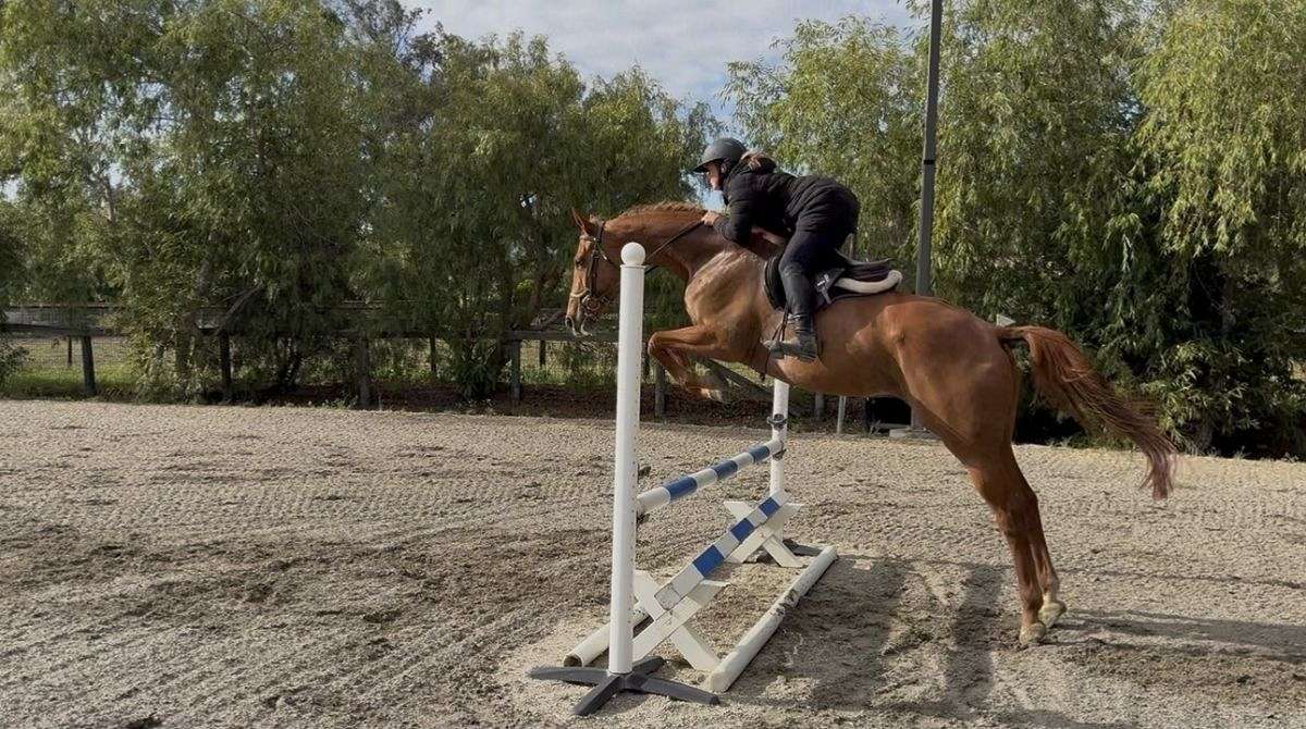 OTTB Chestnut Mare – “Peaches” (One Mo Eddie)