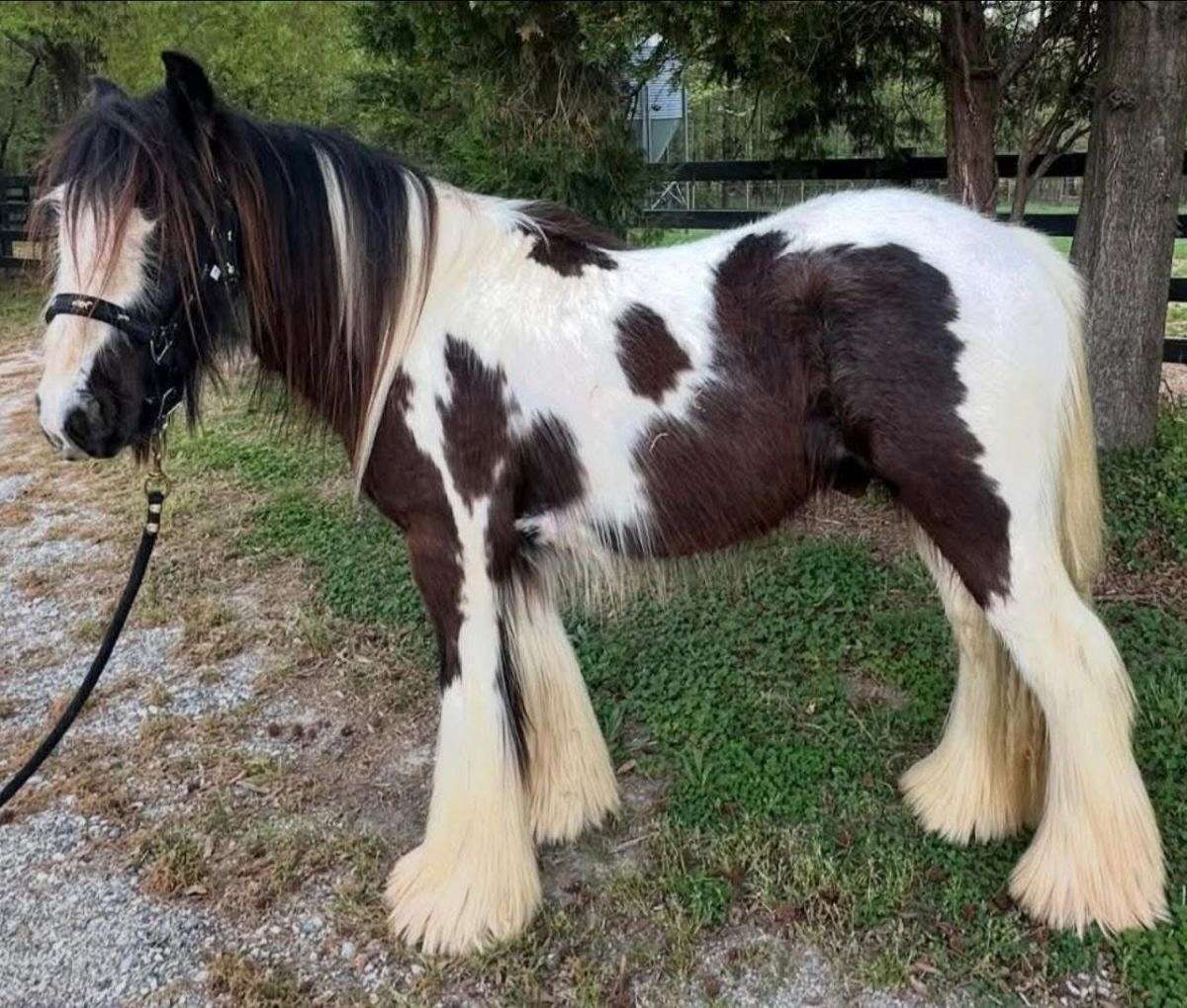 Gorgeous Traditional Piebald Gypsy Stud Colt Imported in Utero