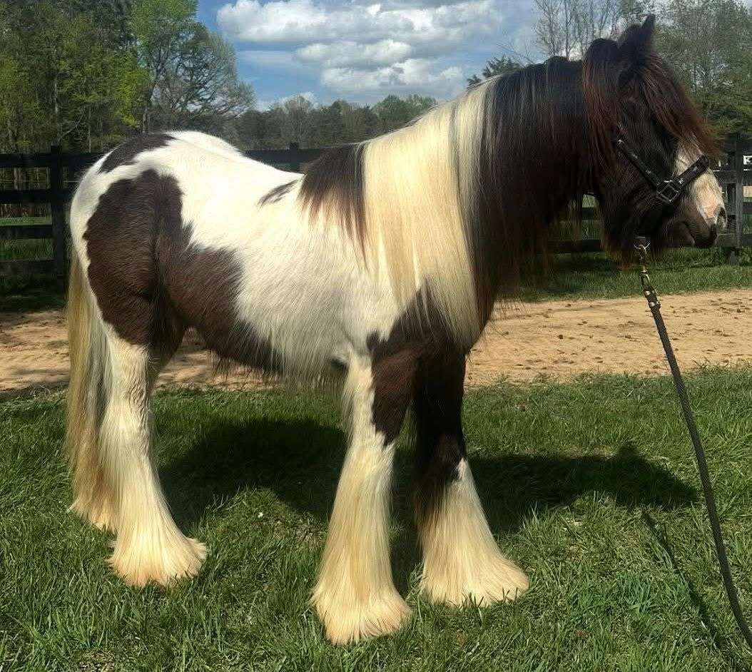 Gorgeous Traditional Piebald Gypsy Stud Colt Imported in Utero