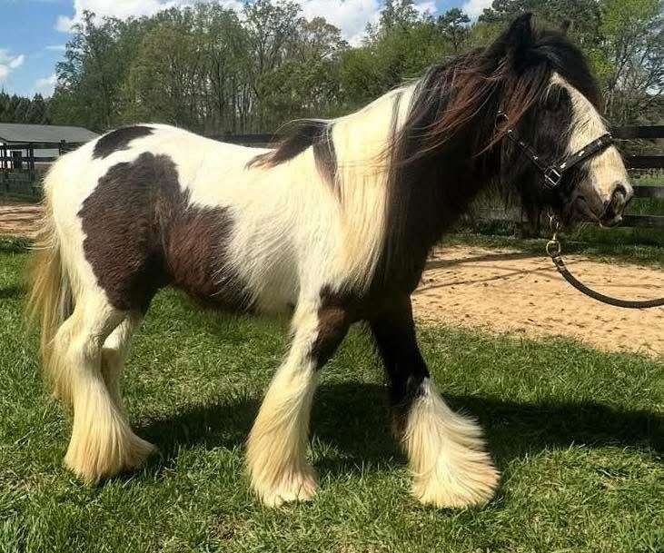 Gorgeous Traditional Piebald Gypsy Stud Colt Imported in Utero