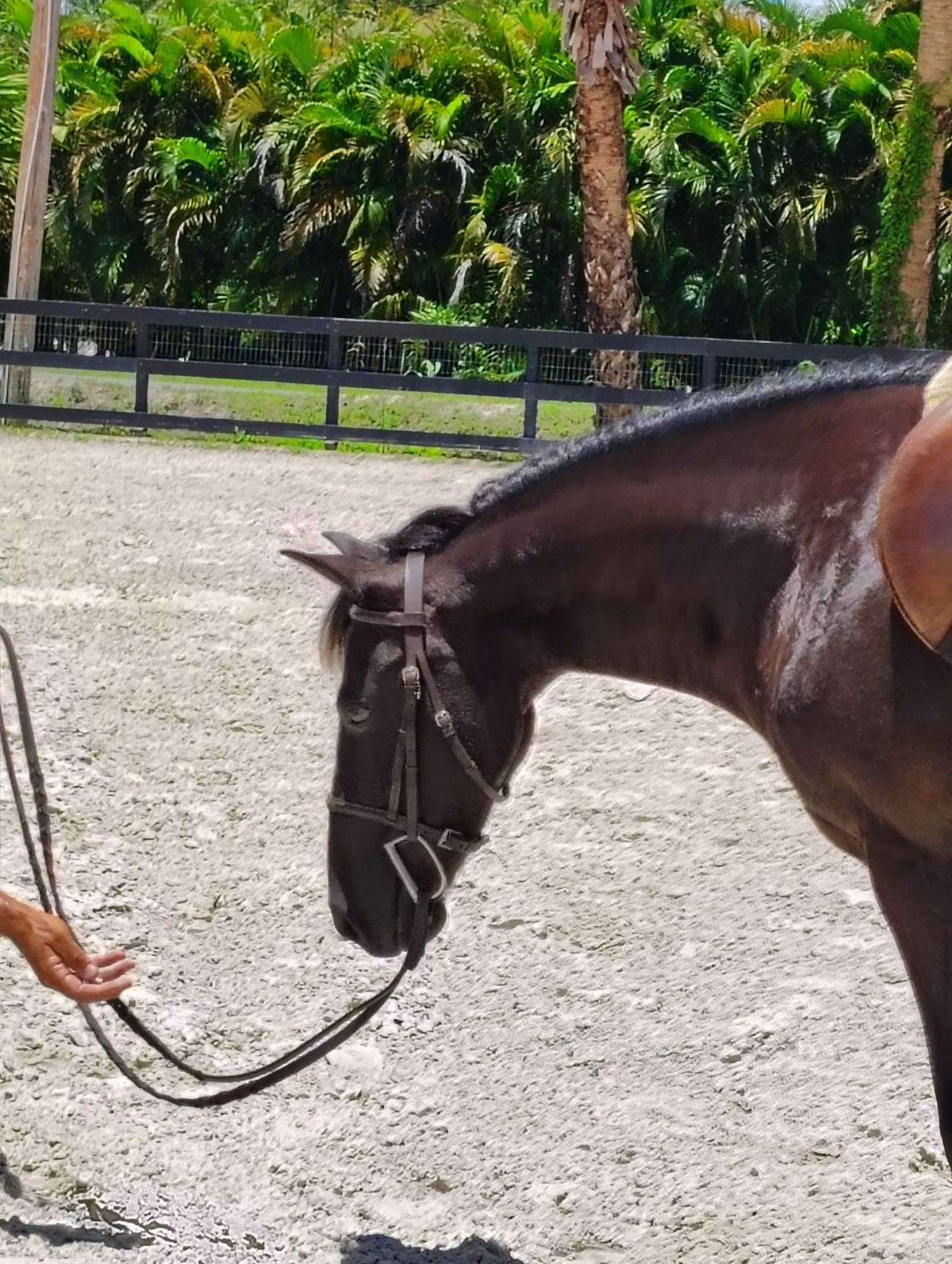 Small Pony for Sale Sadly Outgrown