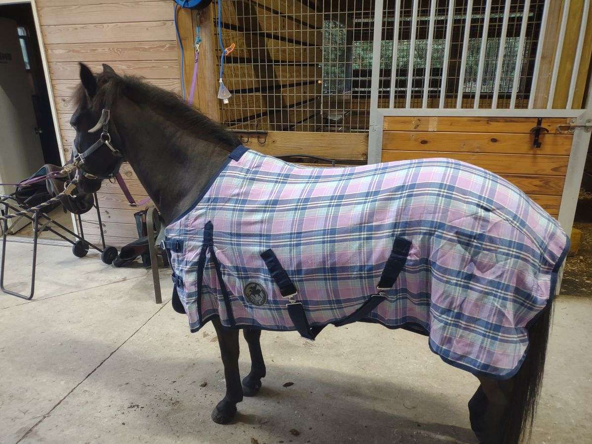 Small Pony for Sale Sadly Outgrown