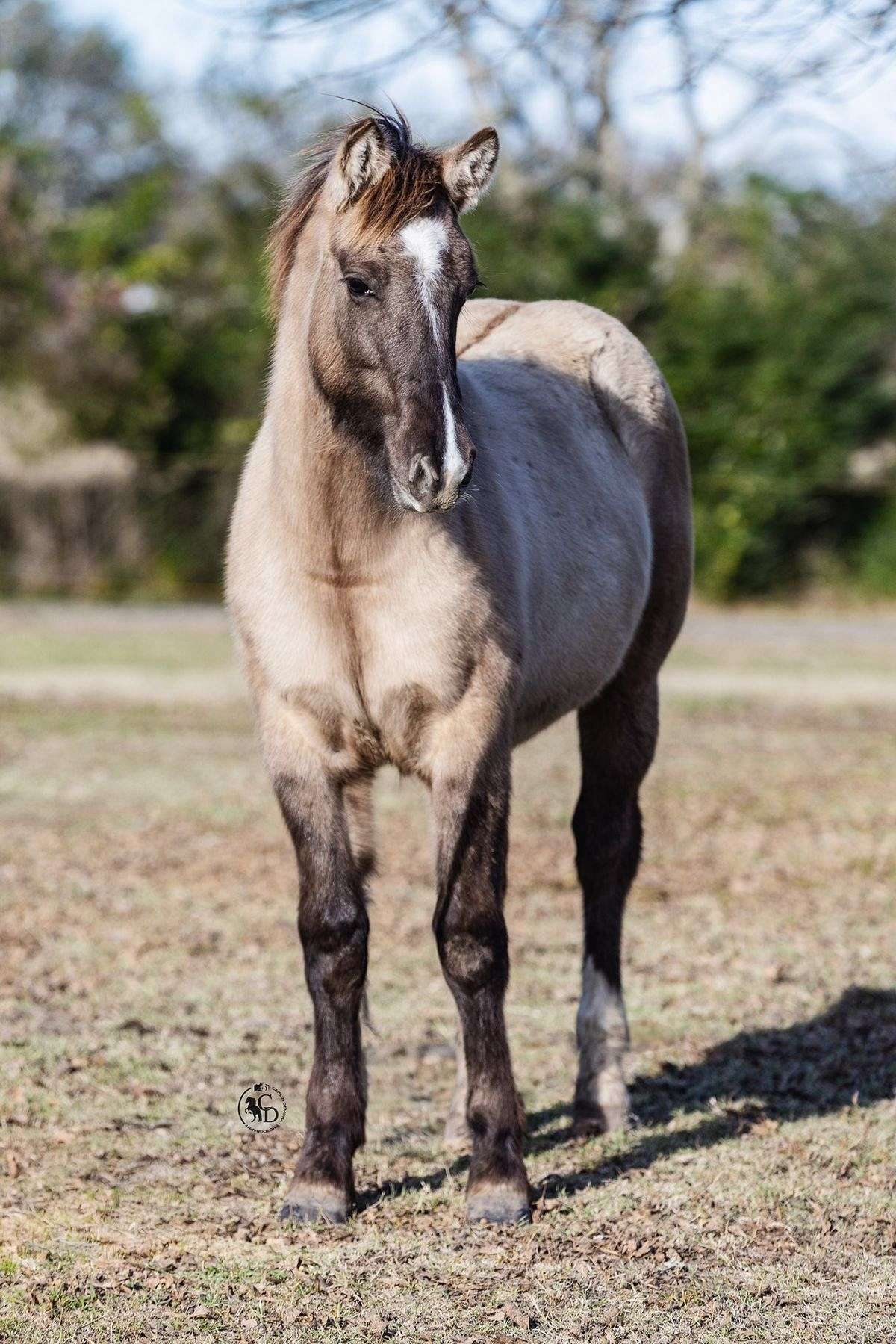 Gorgeous Gha (Gypsy / AQHA) Grulla Filly!