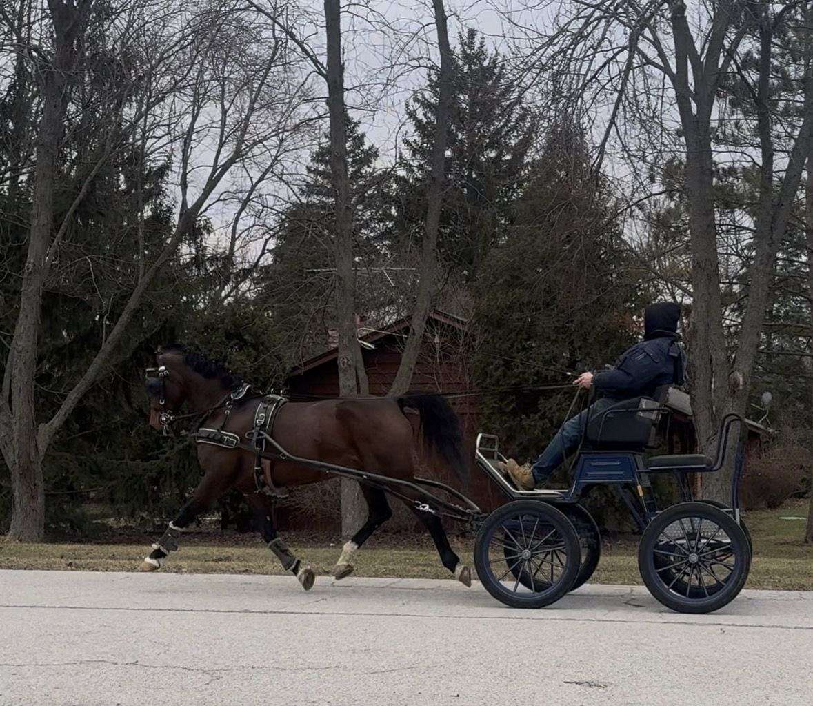 Talented Dutch Harness Mare
